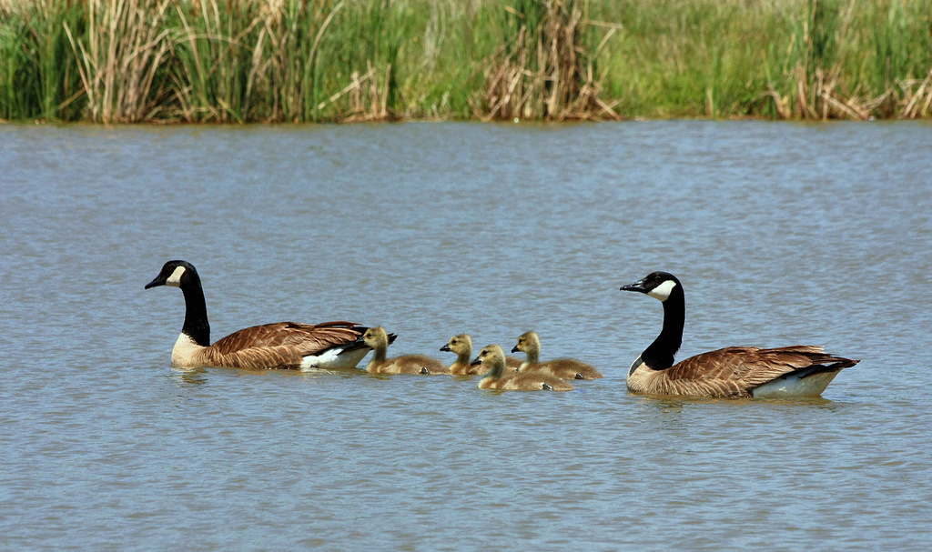Cibola National Wildlife Refuge IBA - Arizona Important Bird Areas Program