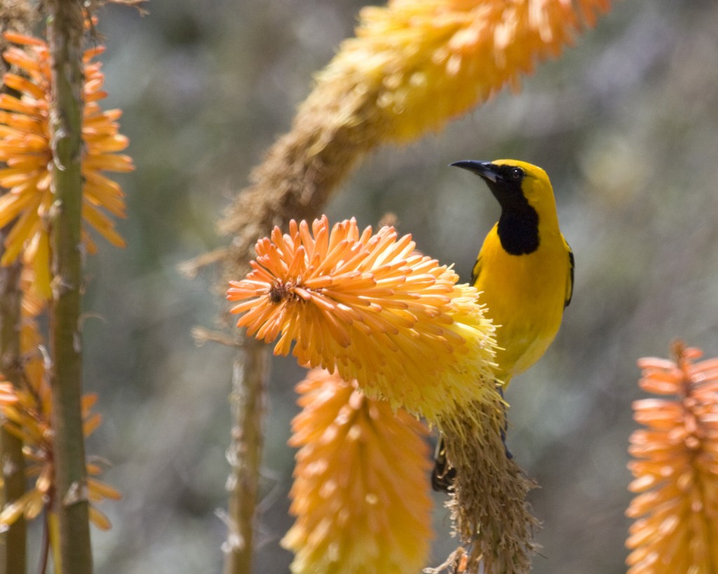 Blue and San Francisco Rivers IBA - Arizona Important Bird Areas Program