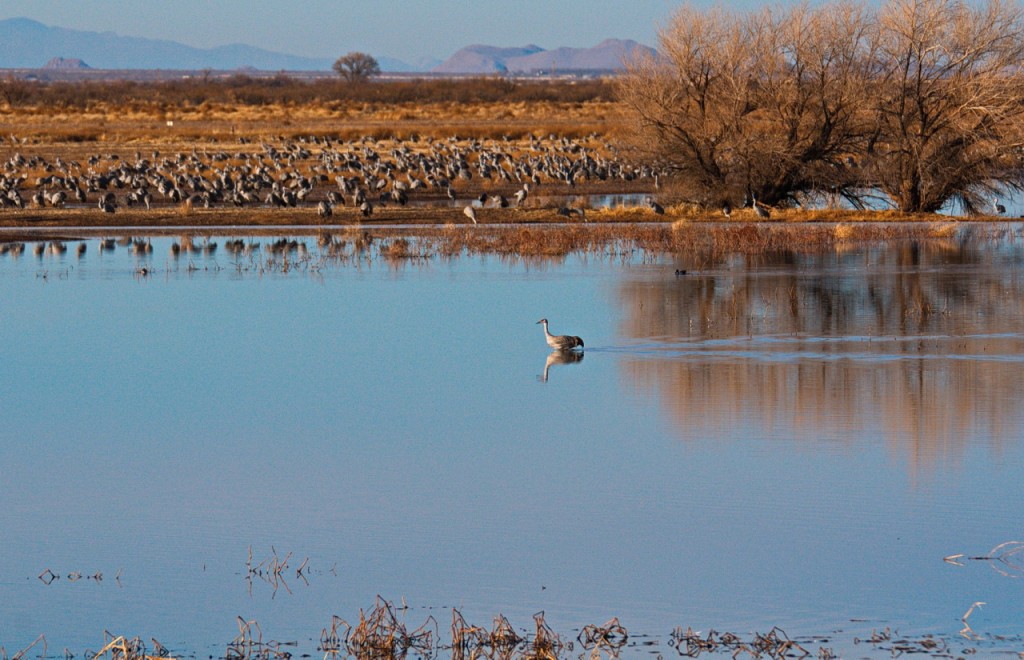 Whitewater Draw State Wildlife Area IBA ☼ - Arizona Important Bird ...