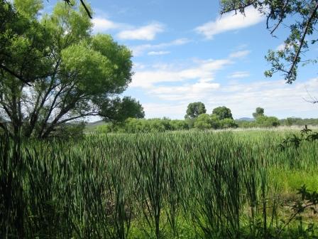 Arizona Important Bird Areas - Arizona Important Bird Areas Program