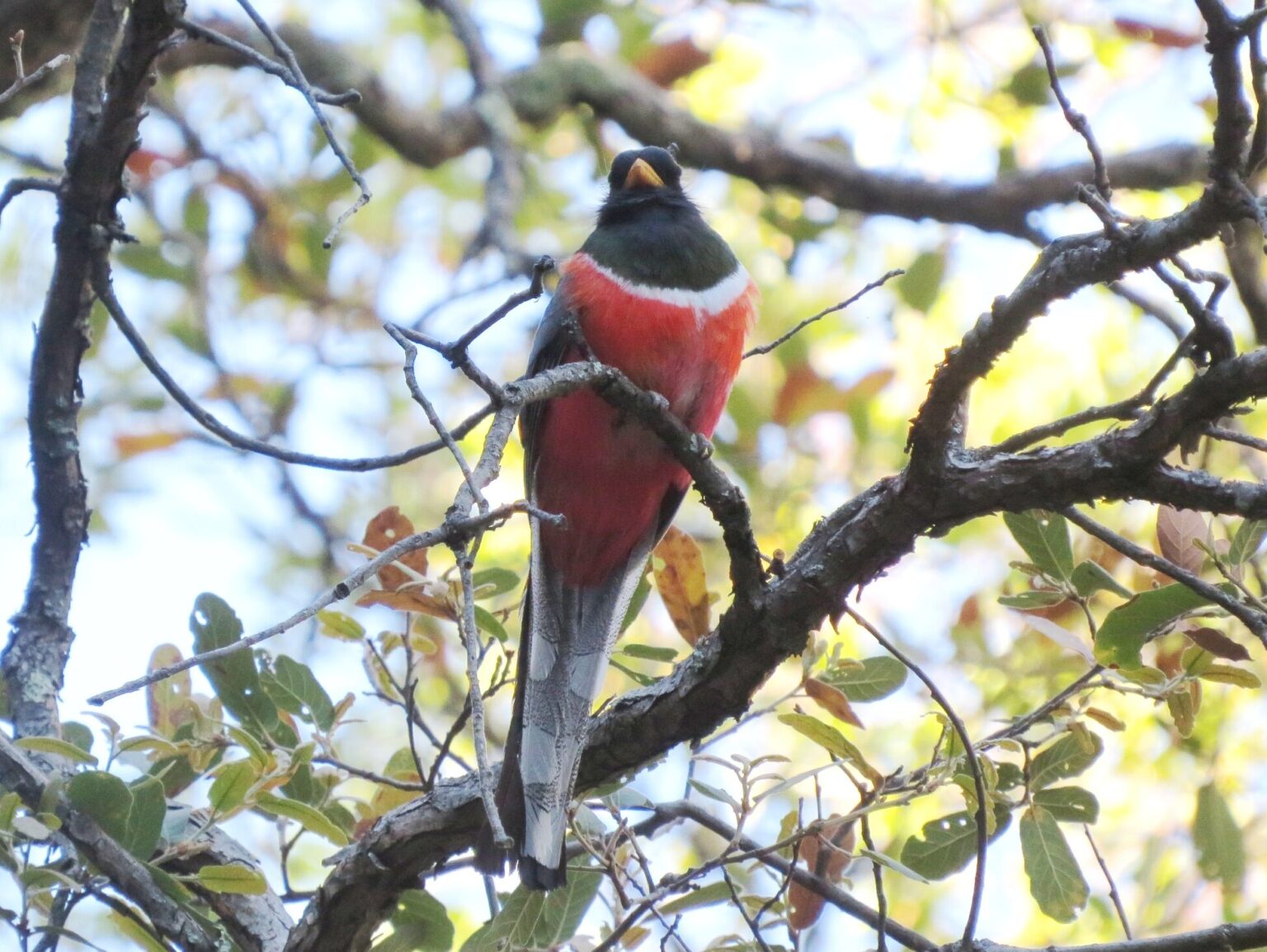 Elegant Trogon Survey Results – 2021 - Arizona Important Bird Areas Program