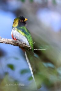 Elegant Trogon Survey Results – 2023 - Arizona Important Bird Areas Program