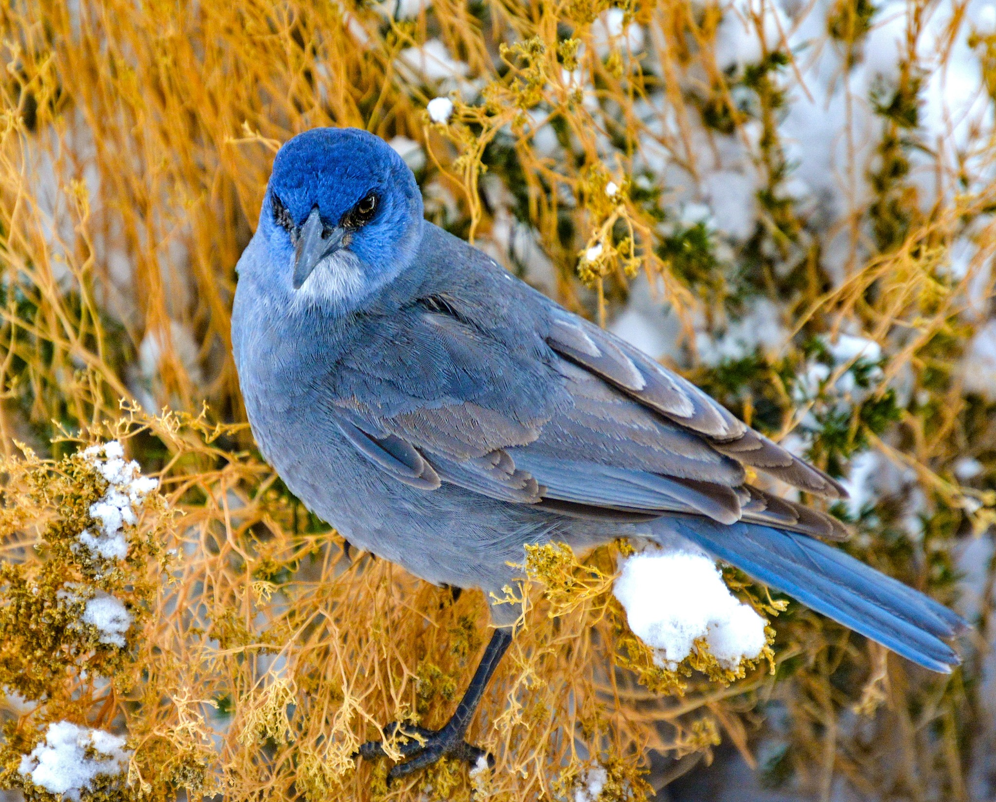 Anderson Mesa IBA ☼ - Arizona Important Bird Areas Program